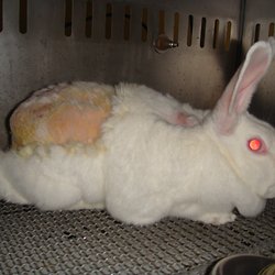 Rabbit Makeup Testing | Saubhaya Makeup